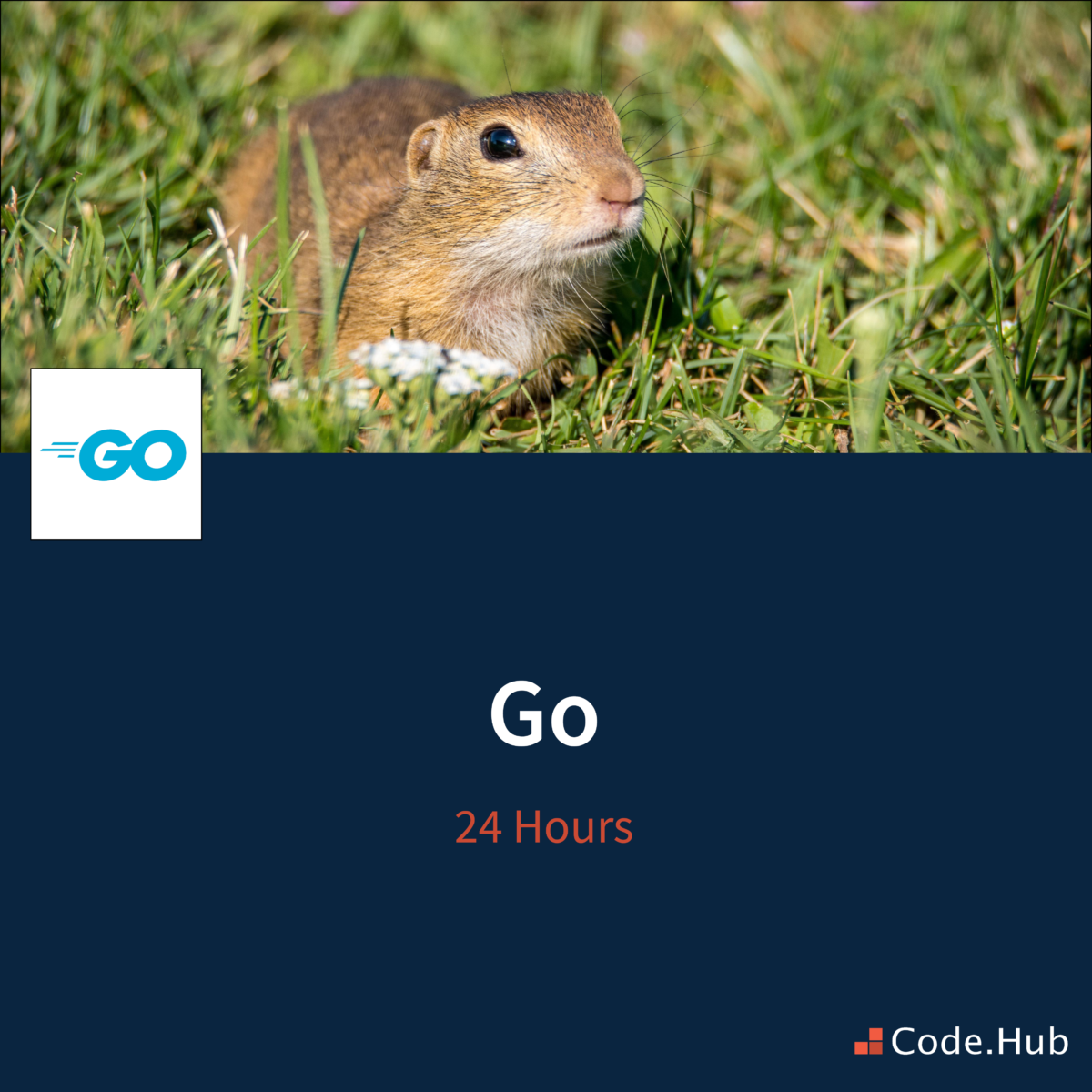 Code.Learn Programs – Code.Hub